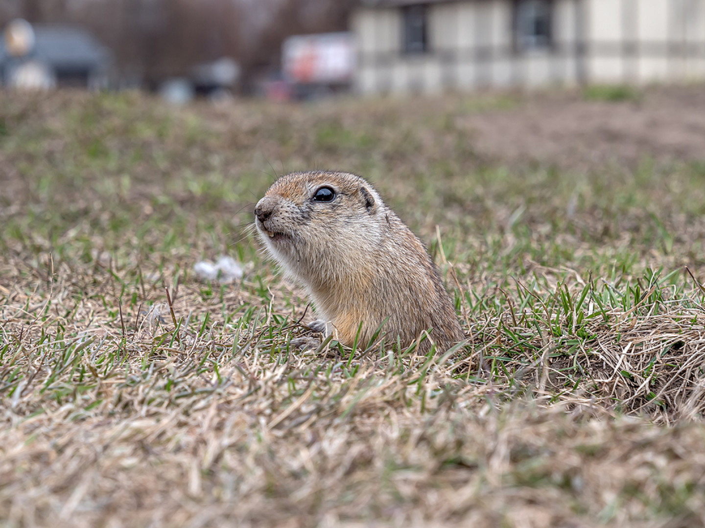Mole & Gopher Control Services | Tyler, TX | The Lawn Whisperer